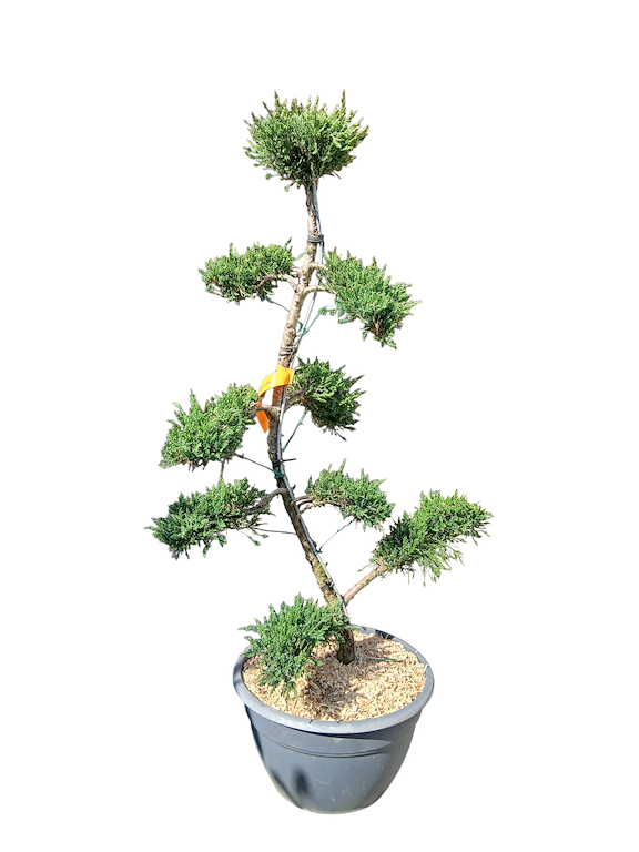 Kleka bonsai