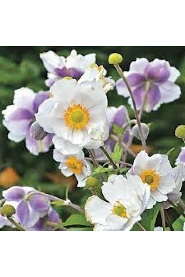 Anemone RUFFLED SWAN
Šifra: 1589 JM: KOM