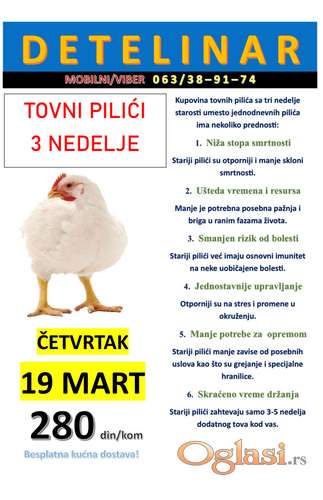 Tovni pilici tri nedelje starosti