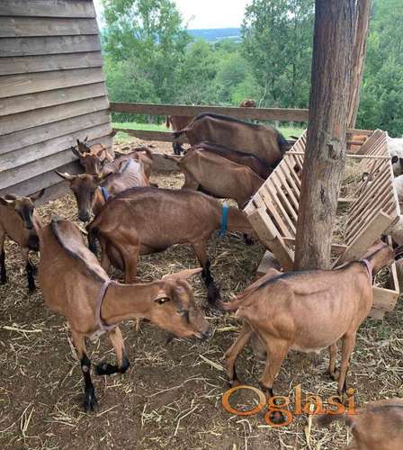 Prodajem osam koza i jarca(alpine)