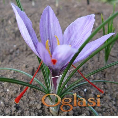 Lukovice safrana- (Crocus Sativus) rezervacija lukovica za 2026 godinu