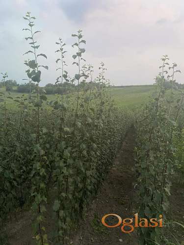 Sadnice voća ( šljiva, dunja, jabuka, tresnja)