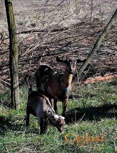Polunubijska koza sa jaretom