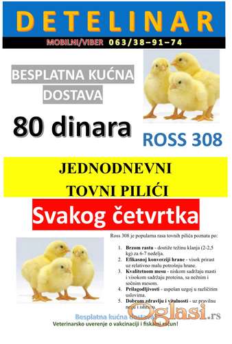 Jednodnevni tovni pilici na prodaju. Ross 308