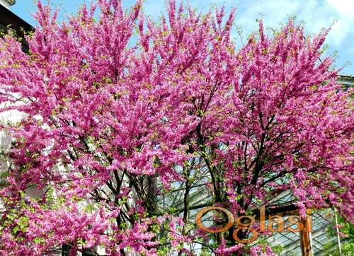 Judino drvo (Cercis siliquastrum)