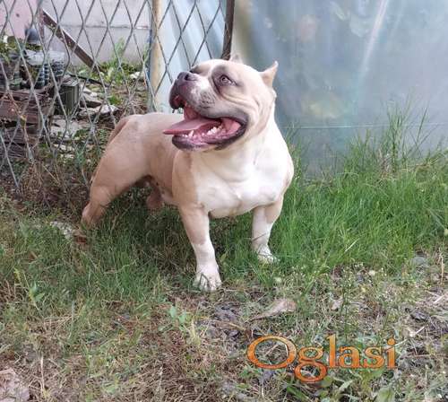 American bully pocket za parenje