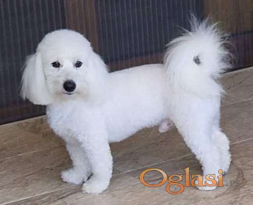 Coton de Tulear
