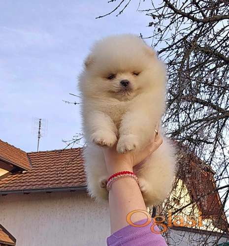 Pomeranac Boo