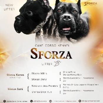 Cane Corso štenci ❲ 1 eur ❳