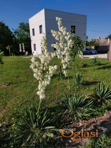 DELIBLATSKA PEŠČARA - Novi Vladimirovac