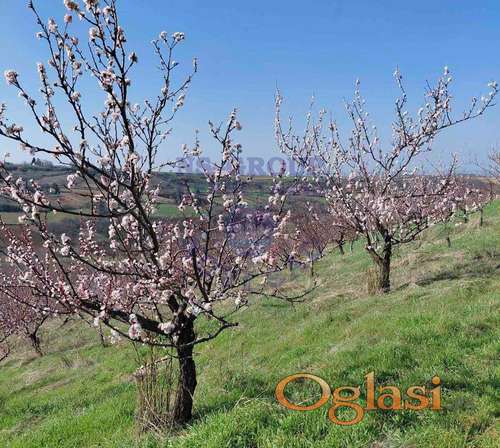 Plac 19896m2 Sremski Karlovci - Čerat