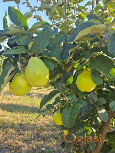Voćnjak dunje - njiva, 11806 m2, Stepanovićevo