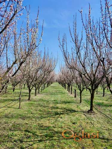 NOVI SAD - RUMENKA - m2