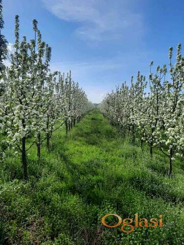 Prodajem zasad kruske