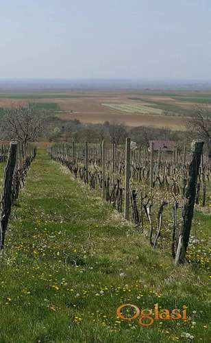 Berkasovo, vinograd 22254m2 prelep pogled HITNO!