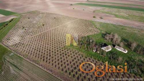 Žabalj – poljoprivredno zemljište, voćnjak šljive 7,4ha sa uknjiženim stambenim objektom