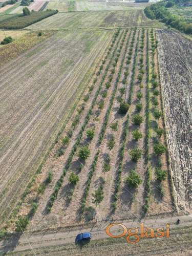 Voćnjak oraha i jabuka