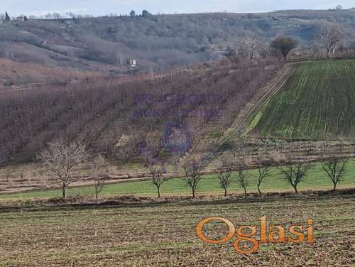 Na prodaju prelep plac pun vinograda na Ceratu.