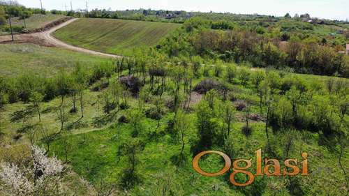Gradjevinsko zemljište, Vrdnik, 1260m2, HITNO!