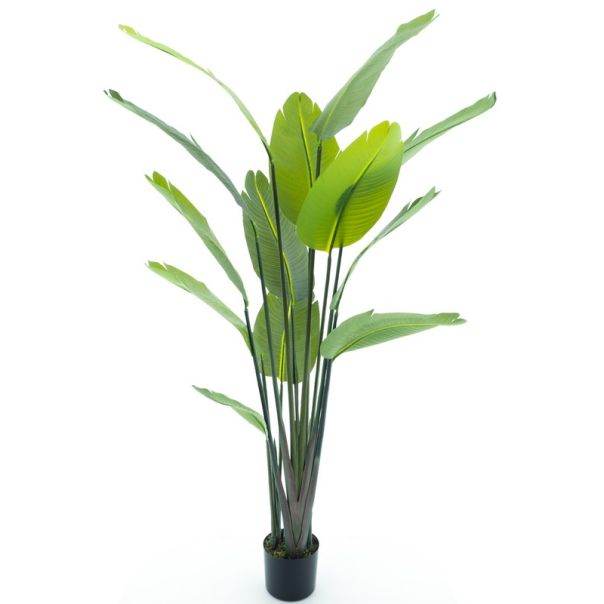 DEKOR DOM Drvo u saksiji STRELITZIA PALM 187cm 52052-1 - NNT