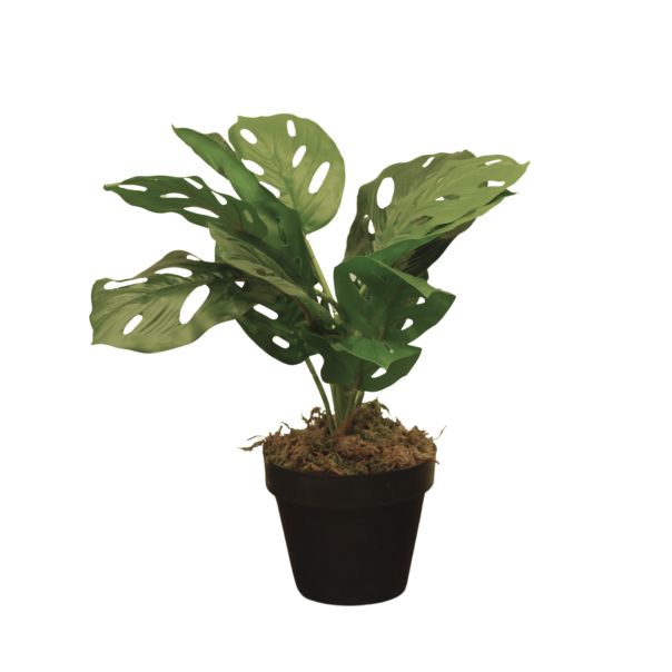 DEKOR DOM Cvet u saksiji - MONSTERA CALATHEA ZD-241325 - 36cm - N55
