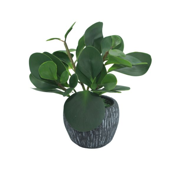 DEKOR DOM Cvet u saksiji - PEPEROMIA HX0680 - N38