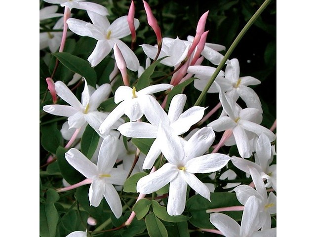 Sobni jasmin (Jasminum polyanthum)