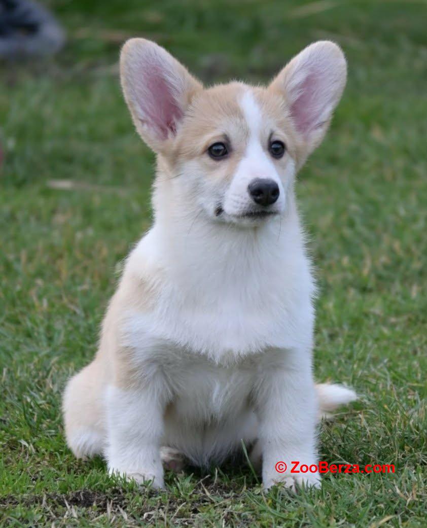 Velski korgi/Welsh Corgi Pembroke štenci