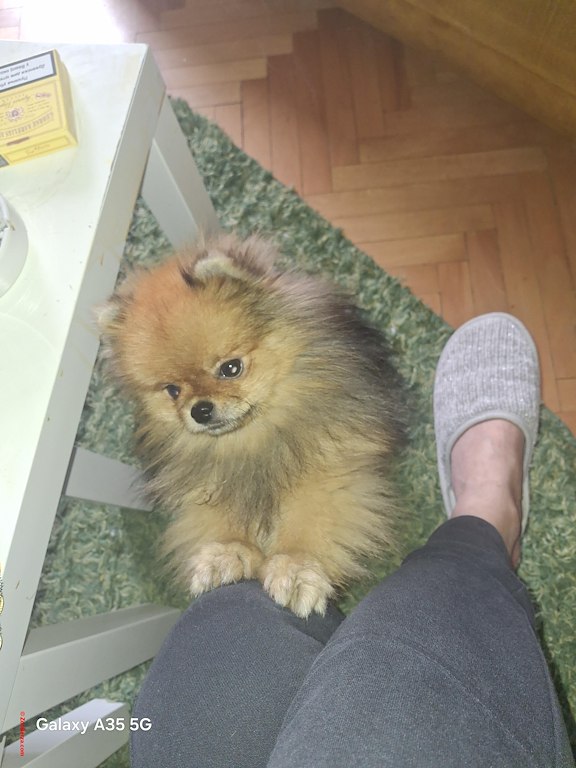 Pomeranac