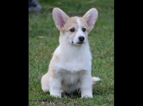 Velski korgi/Welsh Corgi Pembroke
