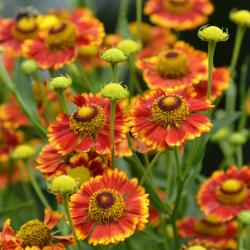 Helenium autumnale Helena (1000 semenki) višegodišnja