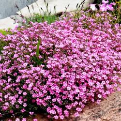 Šlajer ružičasti (2000 semenki) Gypsophila elegans rose
