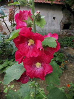 Ukrasni slez - Alcea rosea red SEME