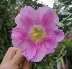 Ukrasni slez - Alcea rosea pink SEME