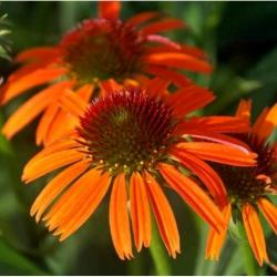 Ehinacea - Echinacea Locoto orange SEME