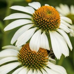 Ehinacea - Echinacea - White Swan SEME