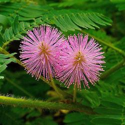 Mimosa pudica (25 semenki) Stidljiva mimoza
