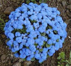 Goruća Ljubav (4000 semenki) Ageratum Blue