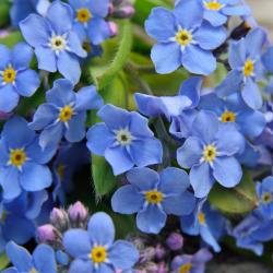 Spomenak - Myosotis Alpestris (700 semenki) Forget-me-not