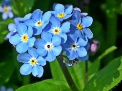 SPOMENAK (Myosotis alpestris) - 60 SEMENA