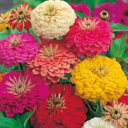 Zinnia California Giant Mix (250 semenki) Lepi gliša mix