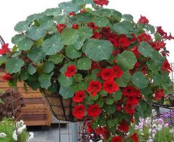 Dragoljub crveni (50 semenki) Nasturtium Red Empress of India