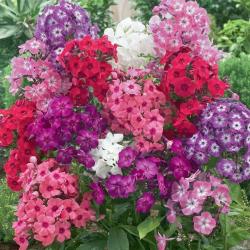 Phlox Drumondii mix (350 semenki)