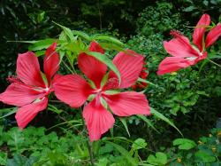 Hibiscus coccineus/ Močvarni hibiskus
