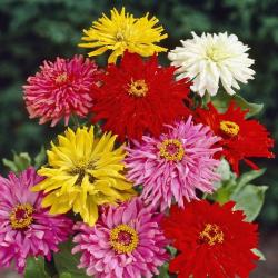 Lepi gliša kaktus mix (300 semenki) Zinnia cactus mix