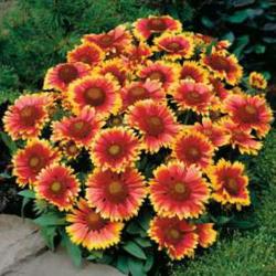 Gaillardia Aristata (300 semenki)
