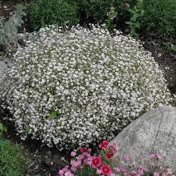 Gypsophila Elegans Covent Garden White (2000 semenki) Šlajer beli