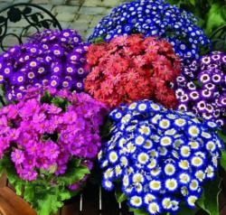 Cineraria hybrida mix (50 semenki)