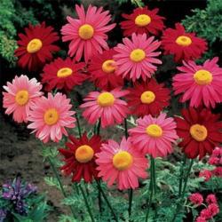 Margareta mix (300 semenki) Chrysanthemum coccineum