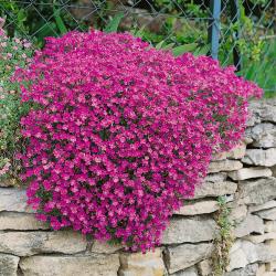 Aubretia PINK - ružičasti (400 semenki)